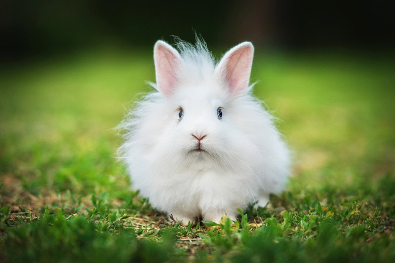 Angora Rabbit: Info, Care, Temperament, Habitat, Pictures & Traits ...