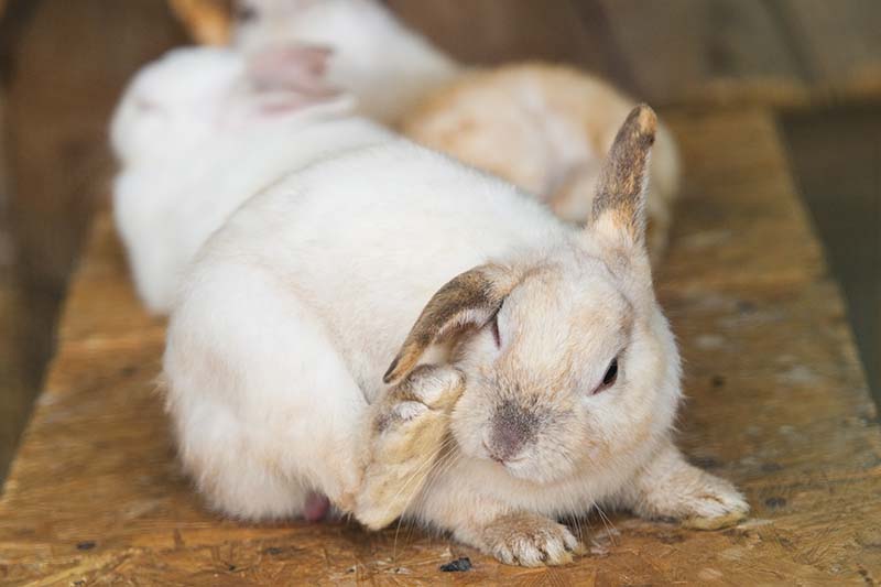How to Treat Rabbit Ear Mites: 6 Vet-Recommended Tips | PangoVet