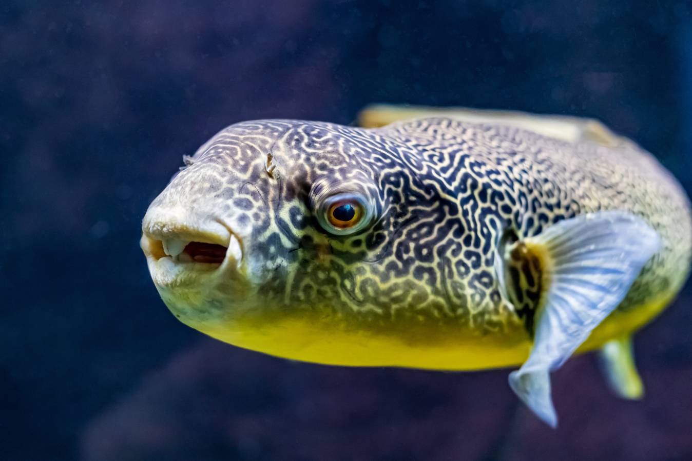 11 Types of Freshwater Puffer Fish (With Info & Pictures) | PangoVet