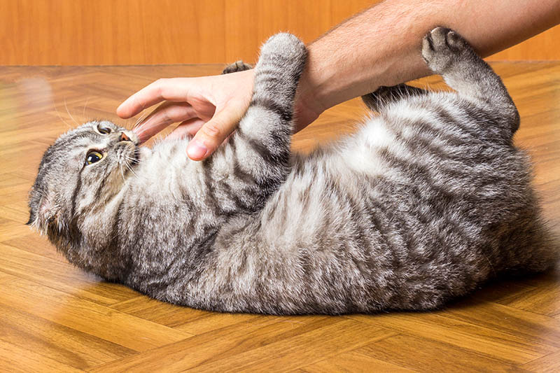 Why Does My Cat Bunny Kick & Is It Common? Vet-Approved Facts & FAQ ...