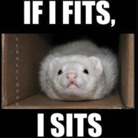 50 Funny Ferret Memes That Will Make You Laugh | PangoVet