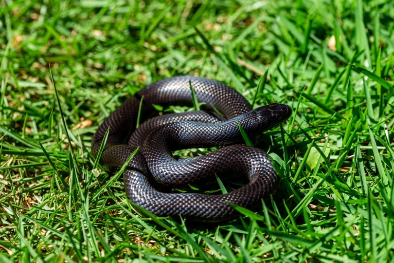 Mexican Black Kingsnake: Facts, Info, Pictures & Care Guide | PangoVet