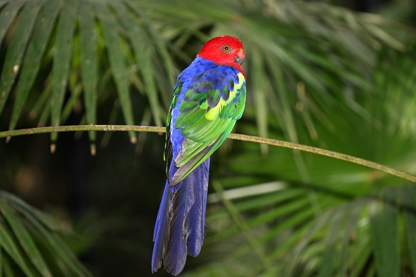 17 Types of Red Parrots (With Info & Pictures) | PangoVet