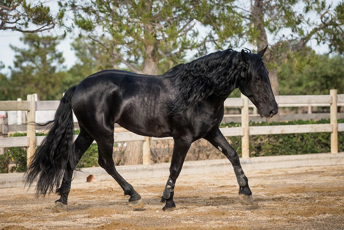 15 Italian Horse Breeds (With Info & Pictures) | PangoVet
