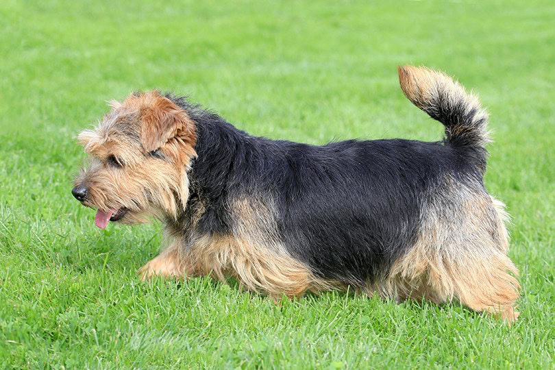 Norfolk Terrier Dog Breed Guide: Info, Pictures & Care | PangoVet