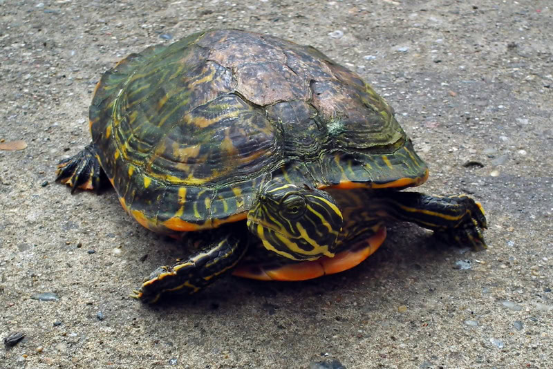 How Do Turtle Shells Grow? Science-Based Facts & FAQ | PangoVet