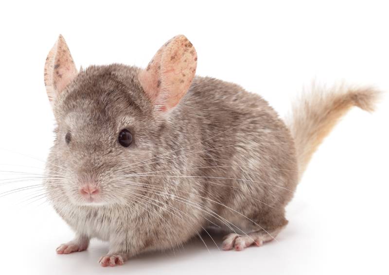 Types of Chinchilla Breeds (With Info & Pictures) | PangoVet