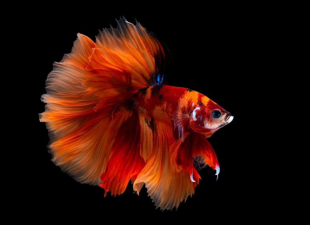 10 Rare Betta Fish Colors (With Info & Pictures) | PangoVet