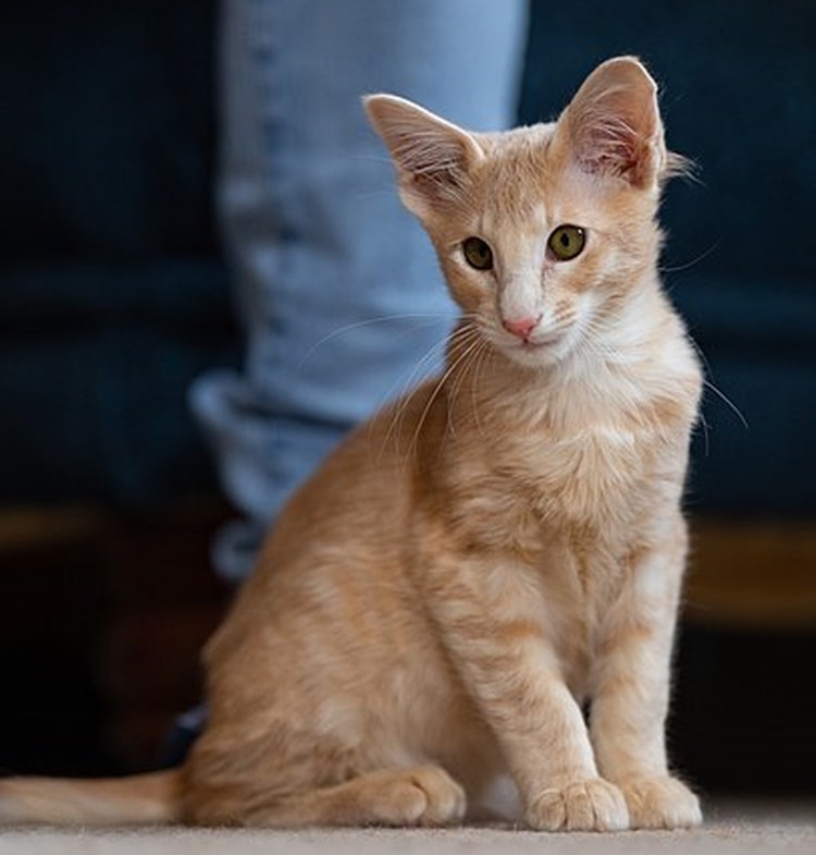 Oriental Longhair Cat Breed: Info, Pictures, Temperament & Traits ...
