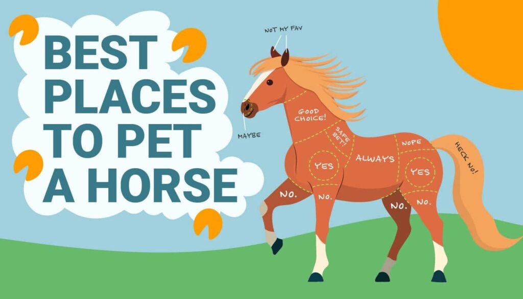 What Spots Do Horses Like to Be Pet? Guide With Infographic | PangoVet