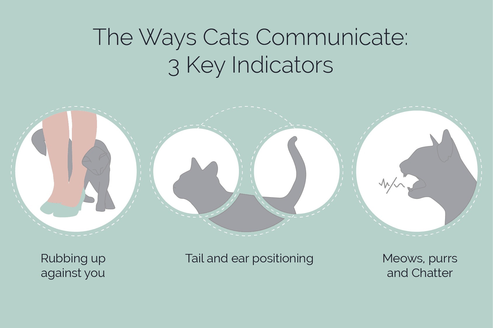 How to Read Your Cat’s Body Language: Vet-Reviewed Guide | PangoVet