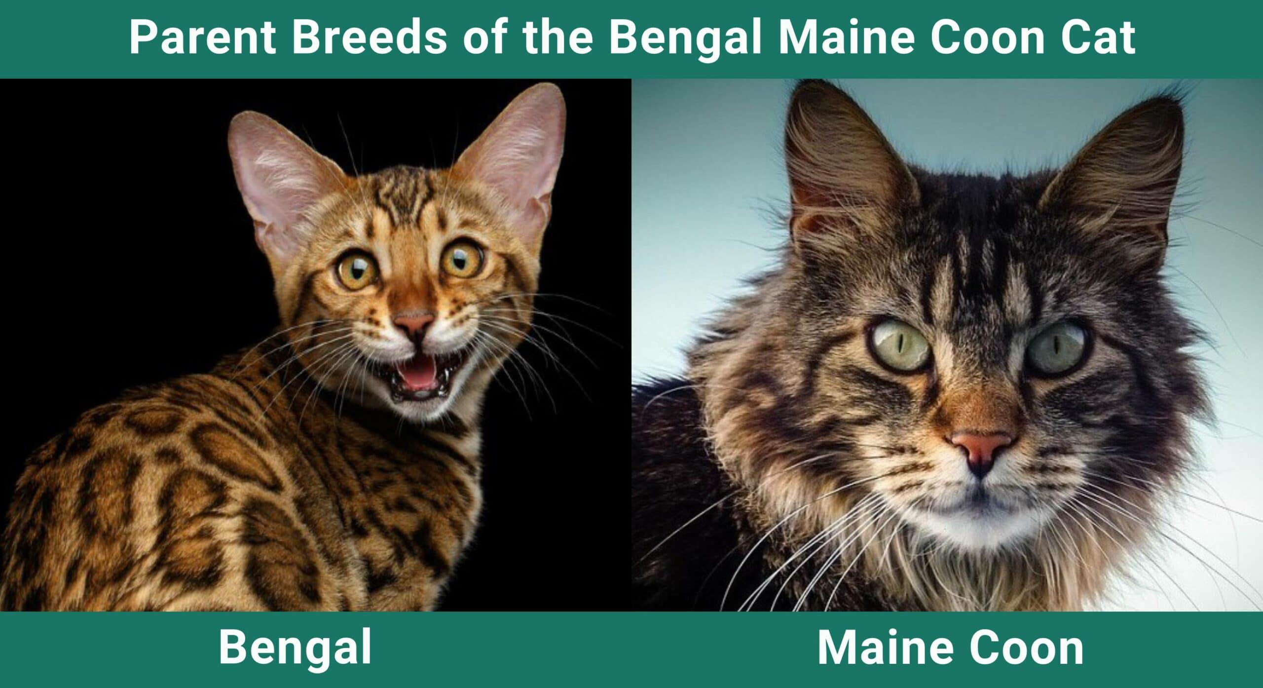 Bengal Maine Coon Mix Cat: Info, Pictures, Temperament & Traits | PangoVet