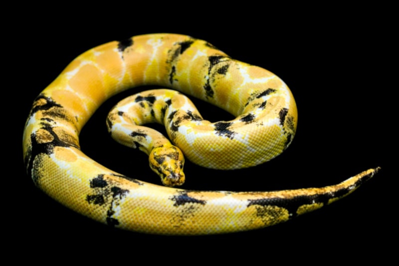 Paradox Ball Python Morph: Info, History, Pictures & Care | PangoVet