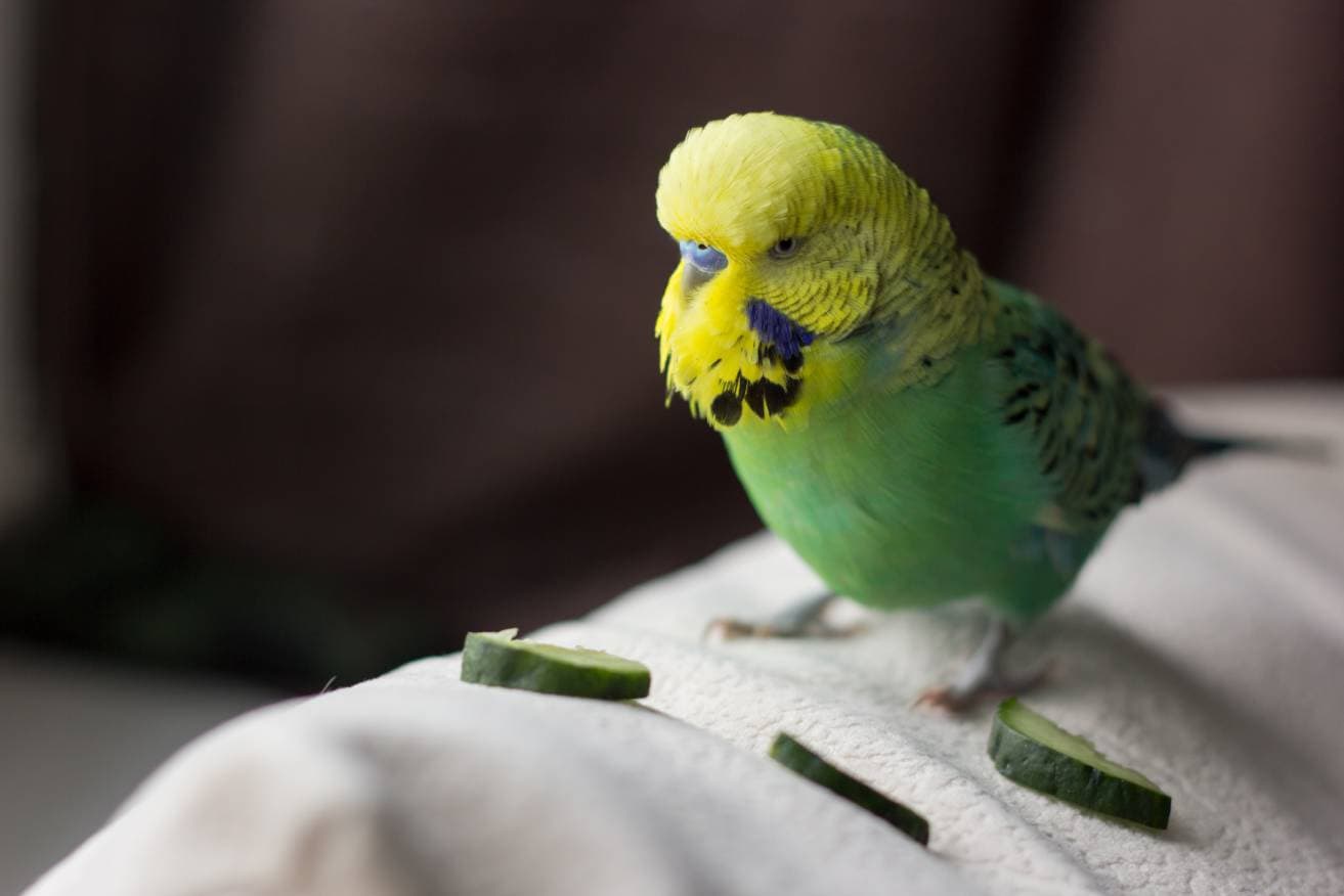 Canary vs Parakeet: The Differences (With Pictures) | PangoVet