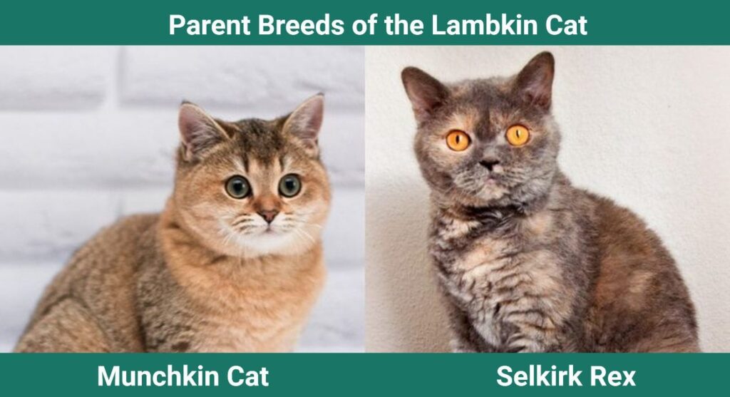 Lambkin Cat Munchkin Cats A Comprehensive Look At Their Genetics,