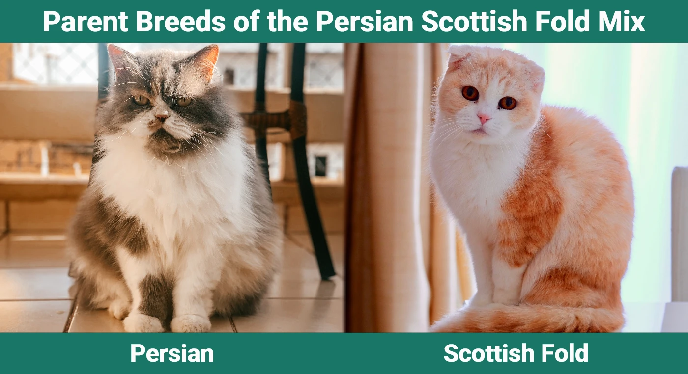 Persian Scottish Fold: Info, Pictures, Care Guide & Traits | PangoVet