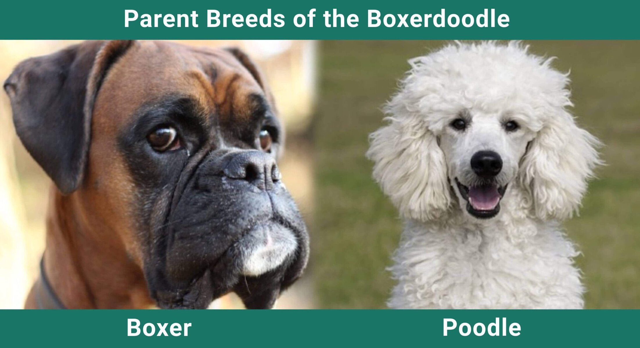 Boxerdoodle (Boxer Poodle Mix) Dog Breed: Pictures, Info, Care Guide ...