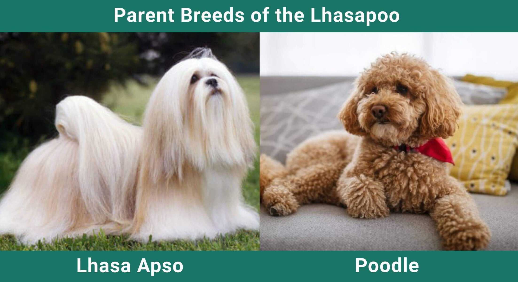 Lhasapoo (Lhasa Apso & Poodle Mix): Pictures, Guide, Info & Care | PangoVet