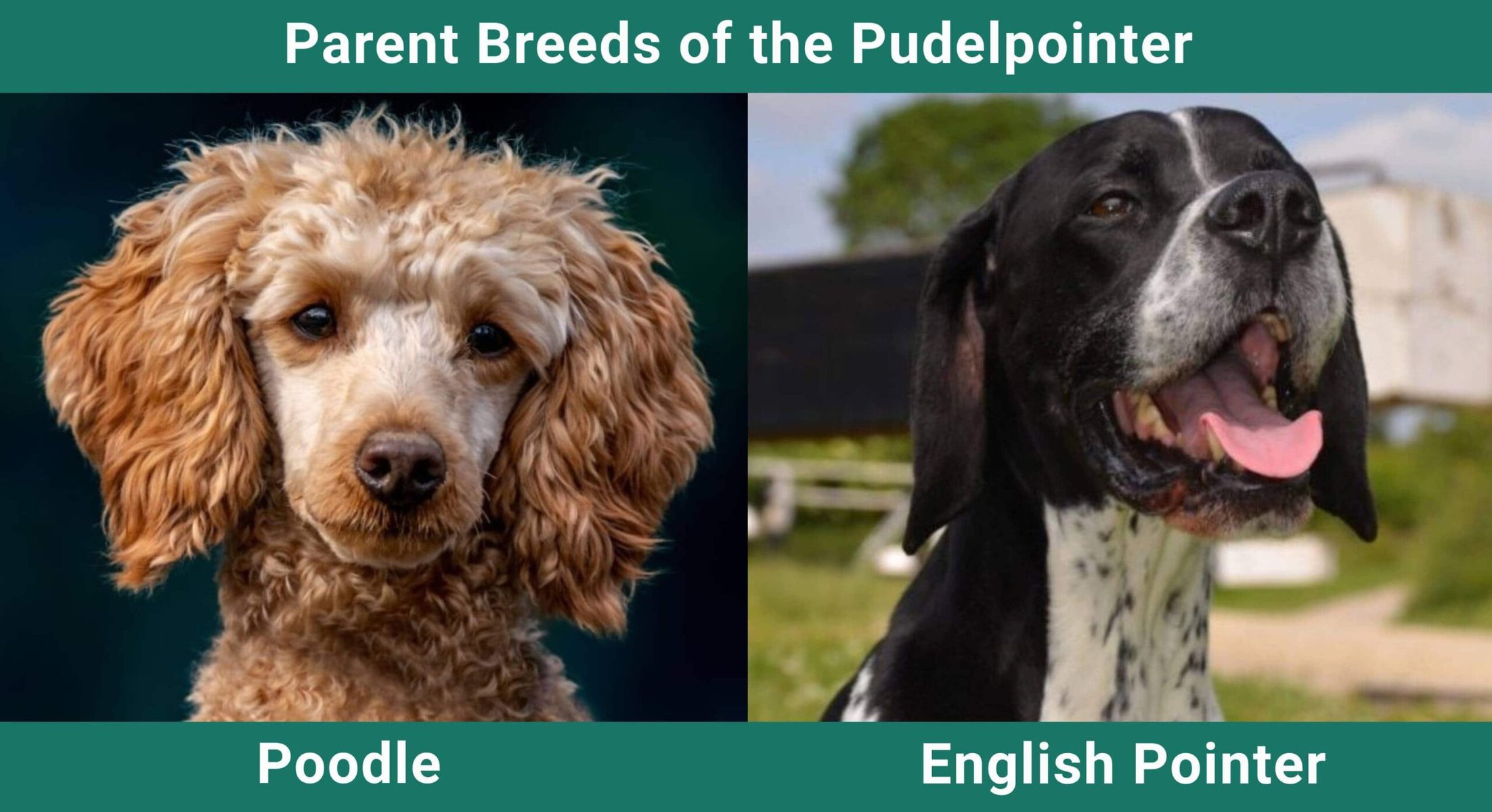 Pudelpointer (Poodle & English Pointer Mix): Pictures, Guide, Info ...