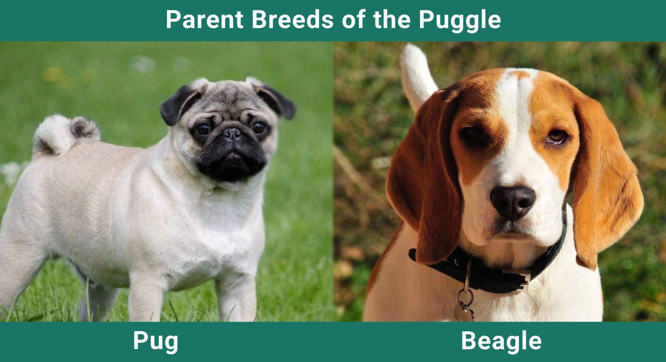 Puggle (Pug & Beagle Mix) Dog Breed: Pictures, Info, & Traits | PangoVet
