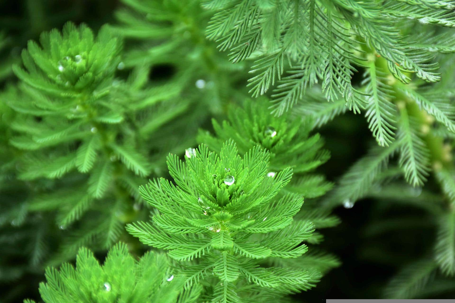 Parrot Feather: Complete Care Guide for Planting & Growing | PangoVet