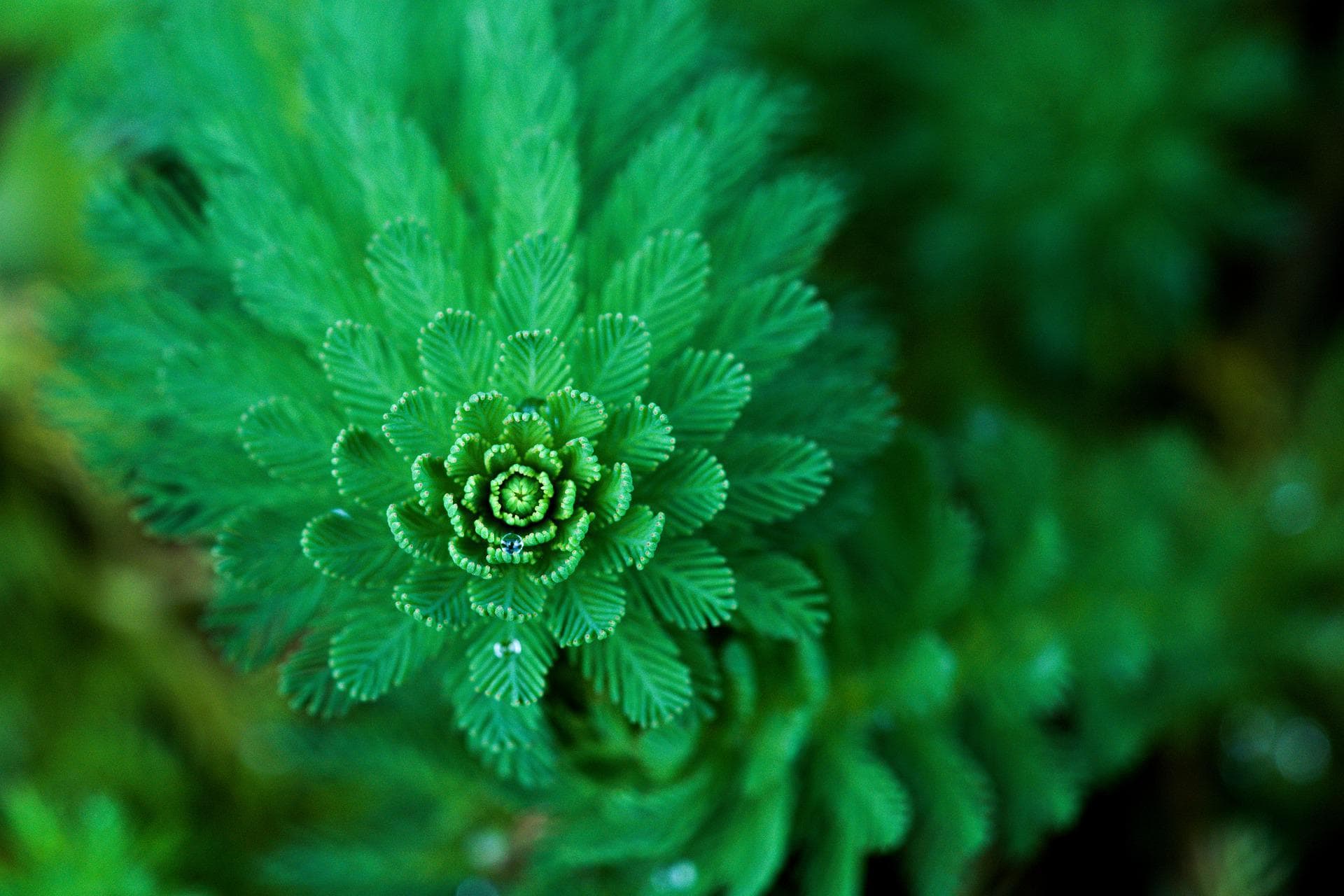 Parrot Feather: Complete Care Guide for Planting & Growing | PangoVet