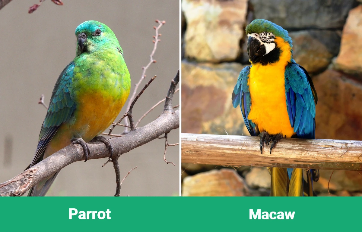Parrot vs Macaw: Key Differences (With Pictures) | PangoVet