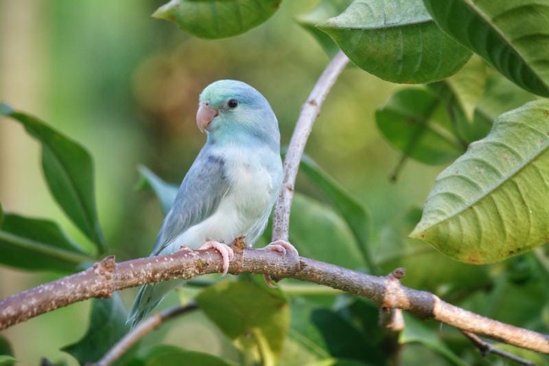 12 Parrotlet Color Mutations: Info & Facts (With Pictures) | PangoVet