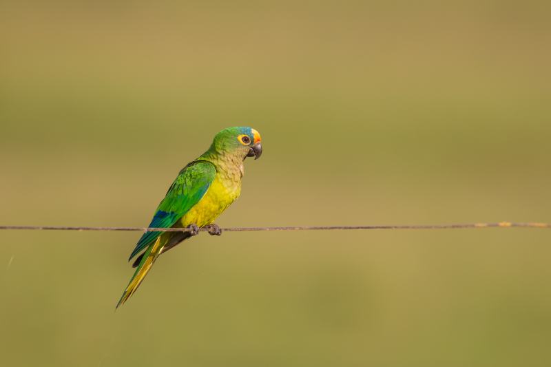 Peach-Fronted Conure: Info, History & Care (With Pictures) | PangoVet