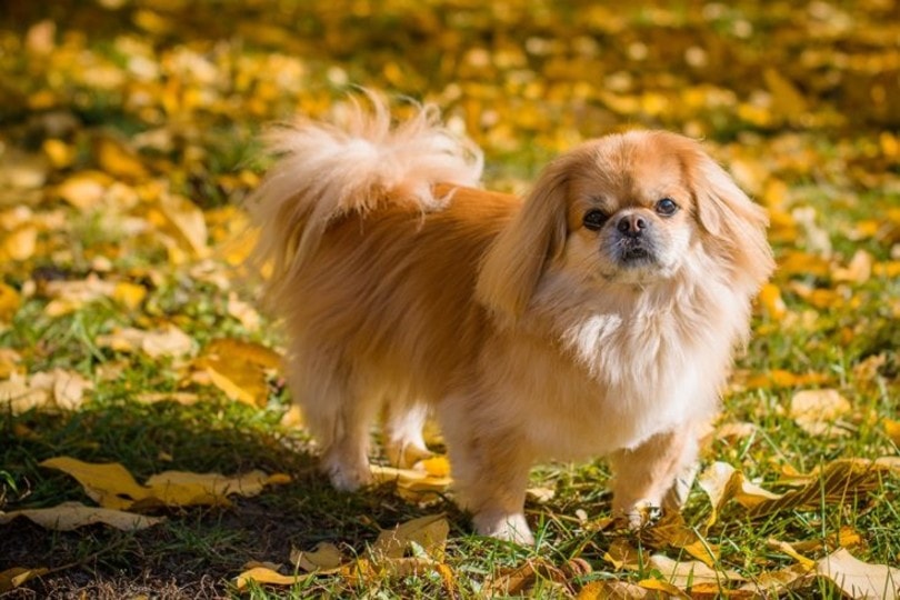 15 Miniature Dog Breeds (With Info & Pictures) | PangoVet