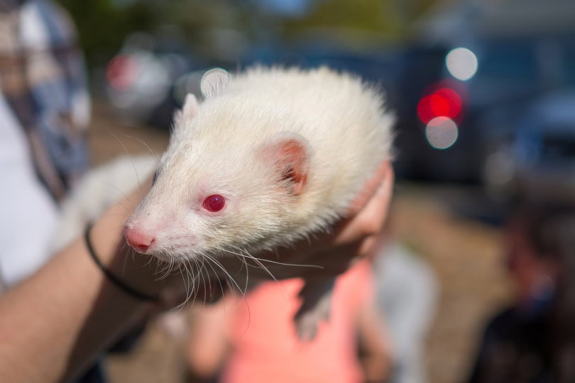 How To Clean Ferret Ears in 3 Simple Steps | PangoVet