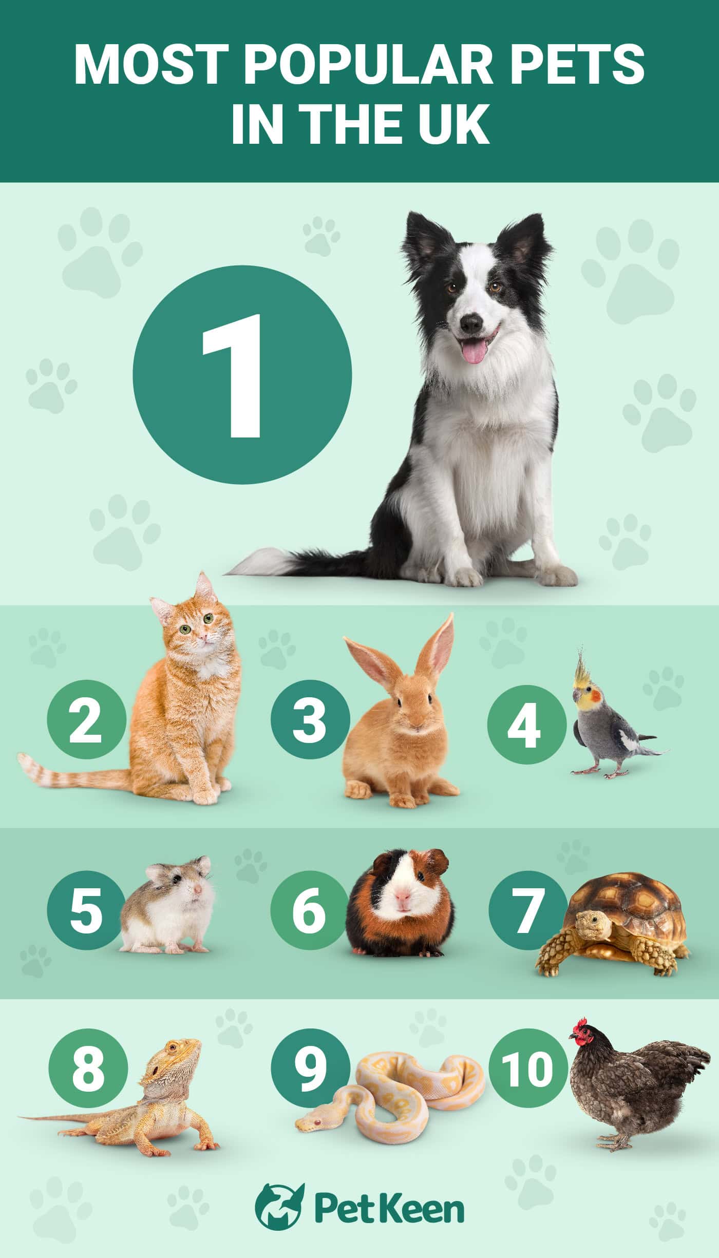 10 Most Popular Pets in the UK in 2024 (With Pictures) | PangoVet