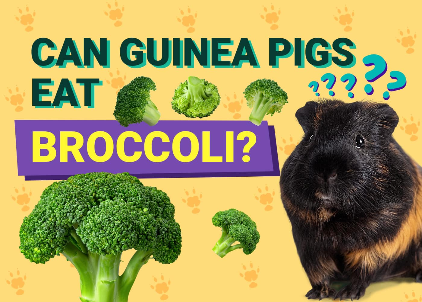 Can Guinea Pigs Eat Oranges? What You Need to Know! | PangoVet