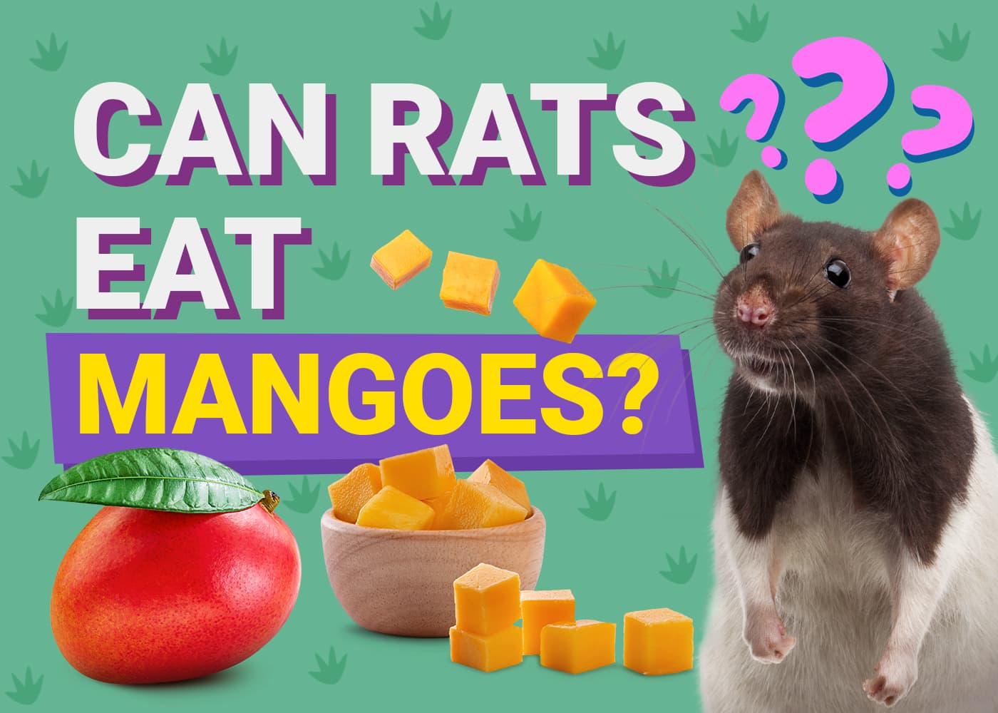 Can Cats Eat Doritos? Vet-Reviewed Facts & FAQ | PangoVet
