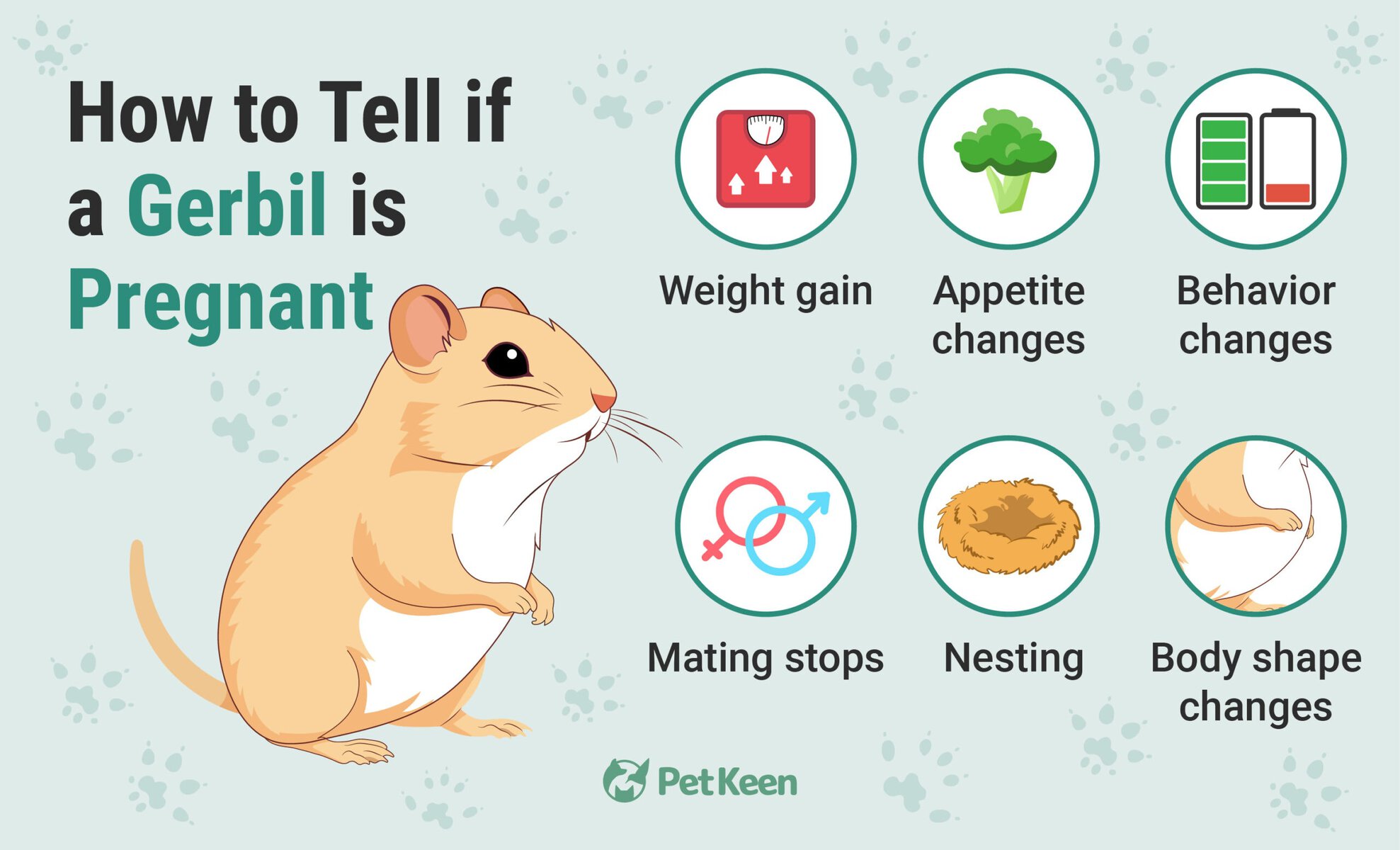 How to Tell If a Gerbil Is Pregnant: 6 Vet Reviewed Signs to Look For ...