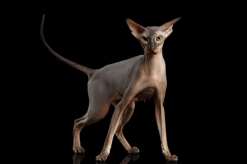 Peterbald Cat: Breed Info, Pictures, Temperament & Traits | PangoVet
