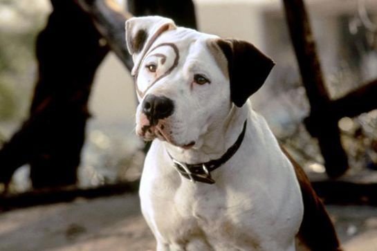 35 Famous Dogs on TV & Movies (With Pictures) | PangoVet