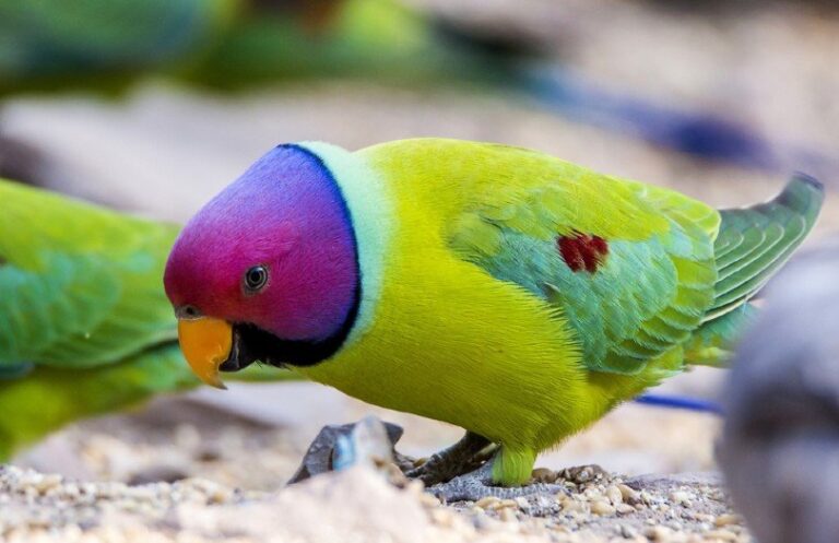 27 Parakeet Colors, Types, Varieties & Patterns (With Pictures) | PangoVet