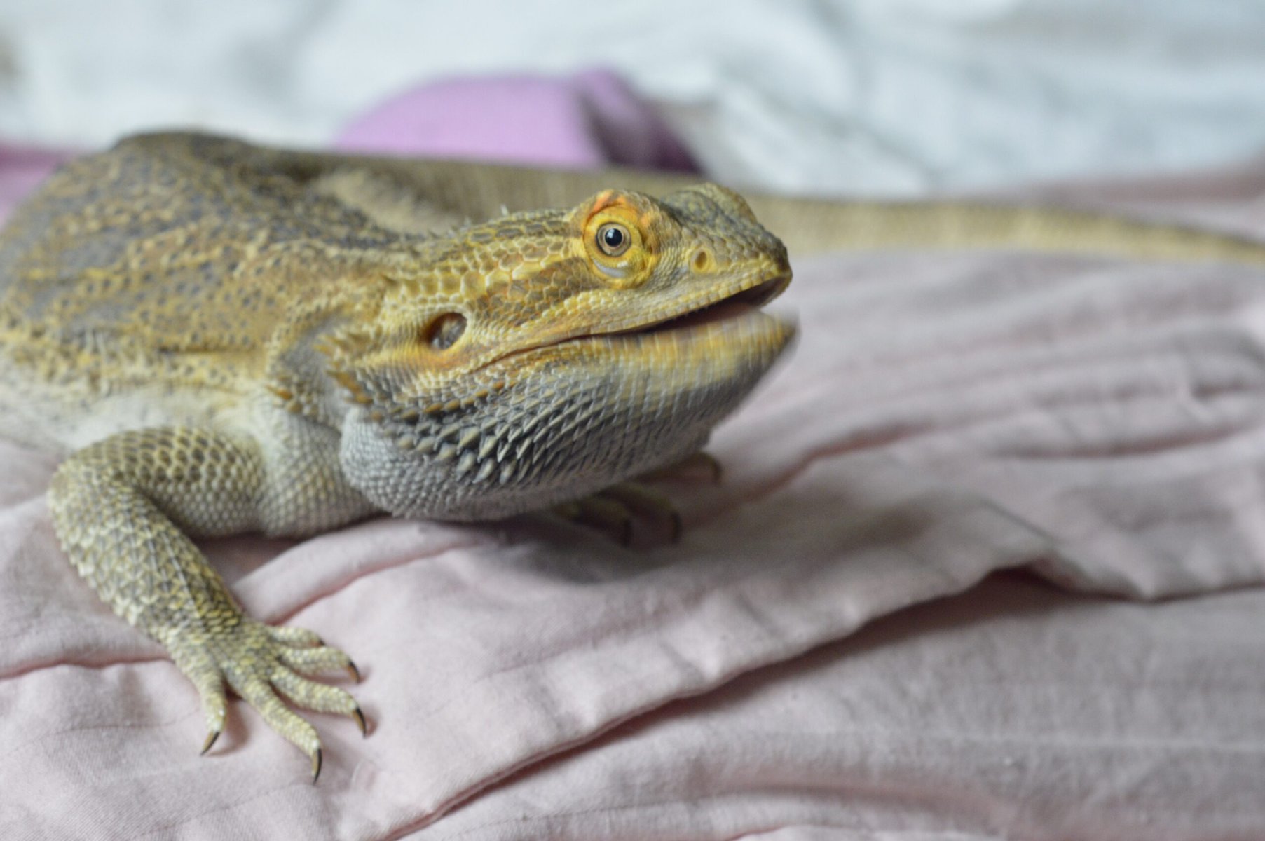 Pogona Minima