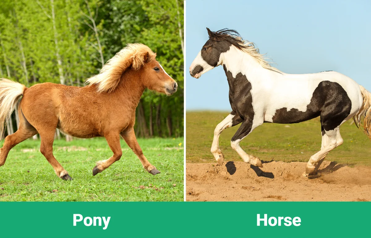 Pony vs Horse: What’s the Difference? Facts & FAQ | PangoVet