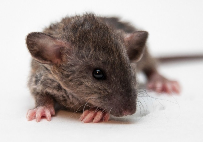 Rex Rat: Info, Pictures, Lifespan, Behavior & Care Guide | PangoVet