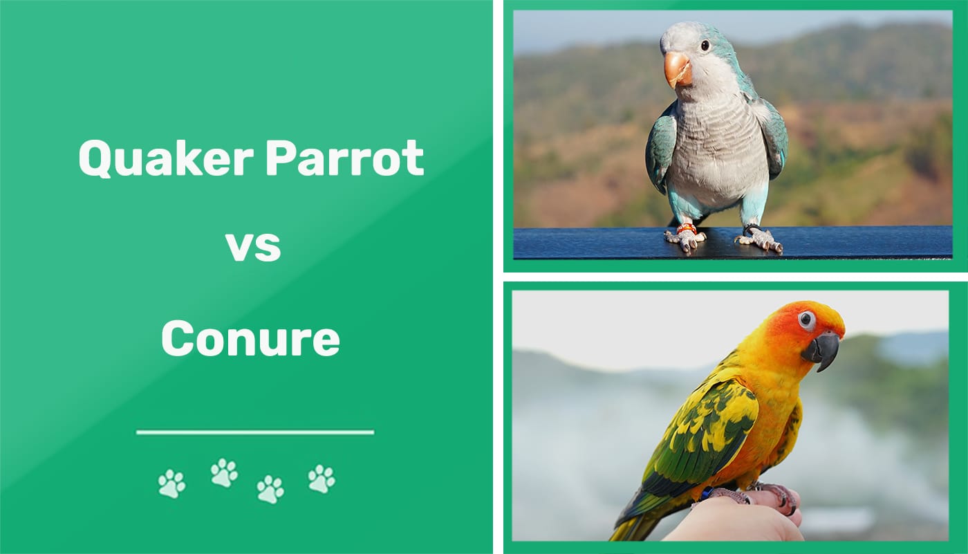 Quaker Parrot vs Conure: Main Differences (With Pictures) | PangoVet