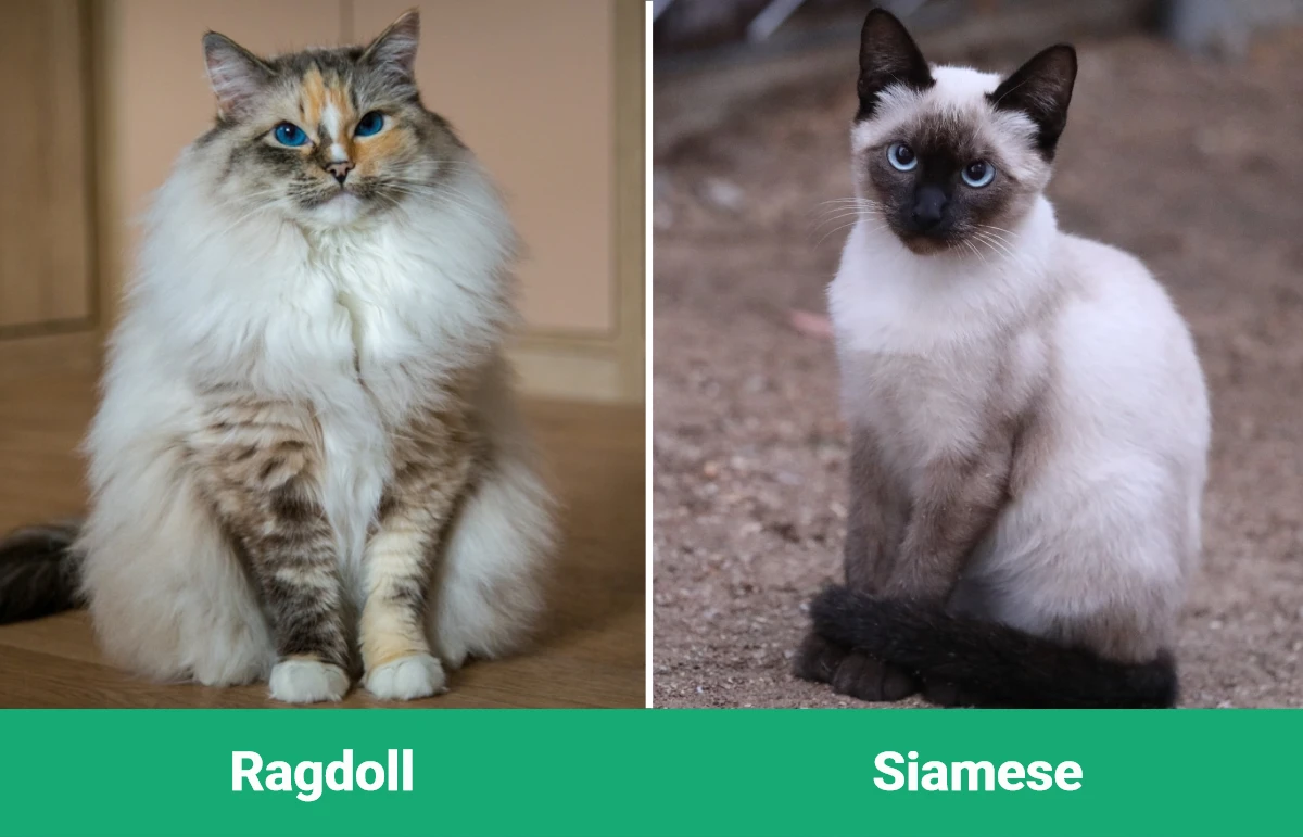 Ragdoll Cat vs Siamese: Main Differences (With Pictures) | PangoVet