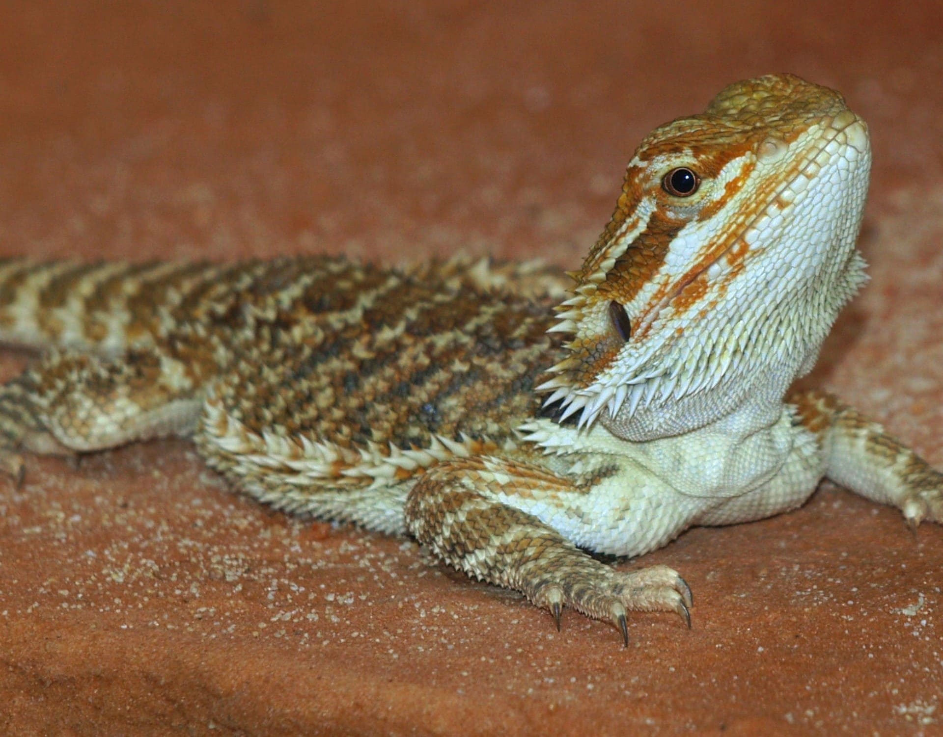 22 Types of Bearded Dragon Morphs, Colors & Species (With Info ...