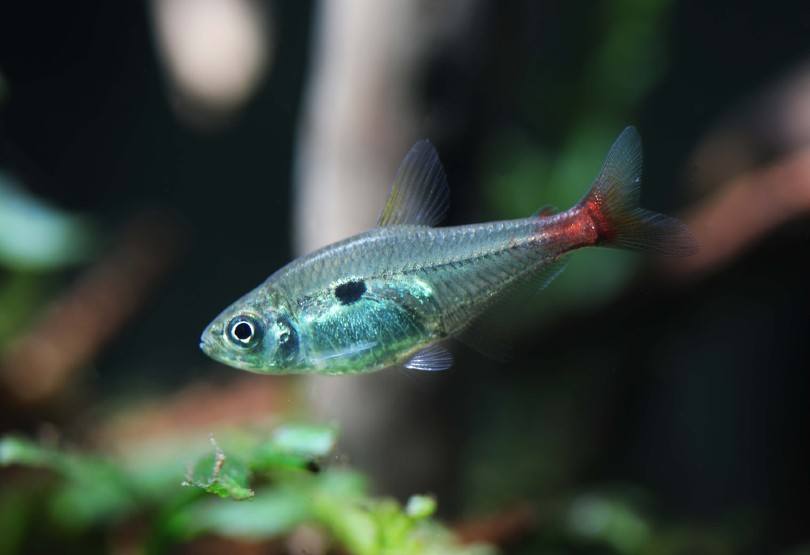 25 Popular Types of Tetras in 2025 (With Info & Pictures) | PangoVet
