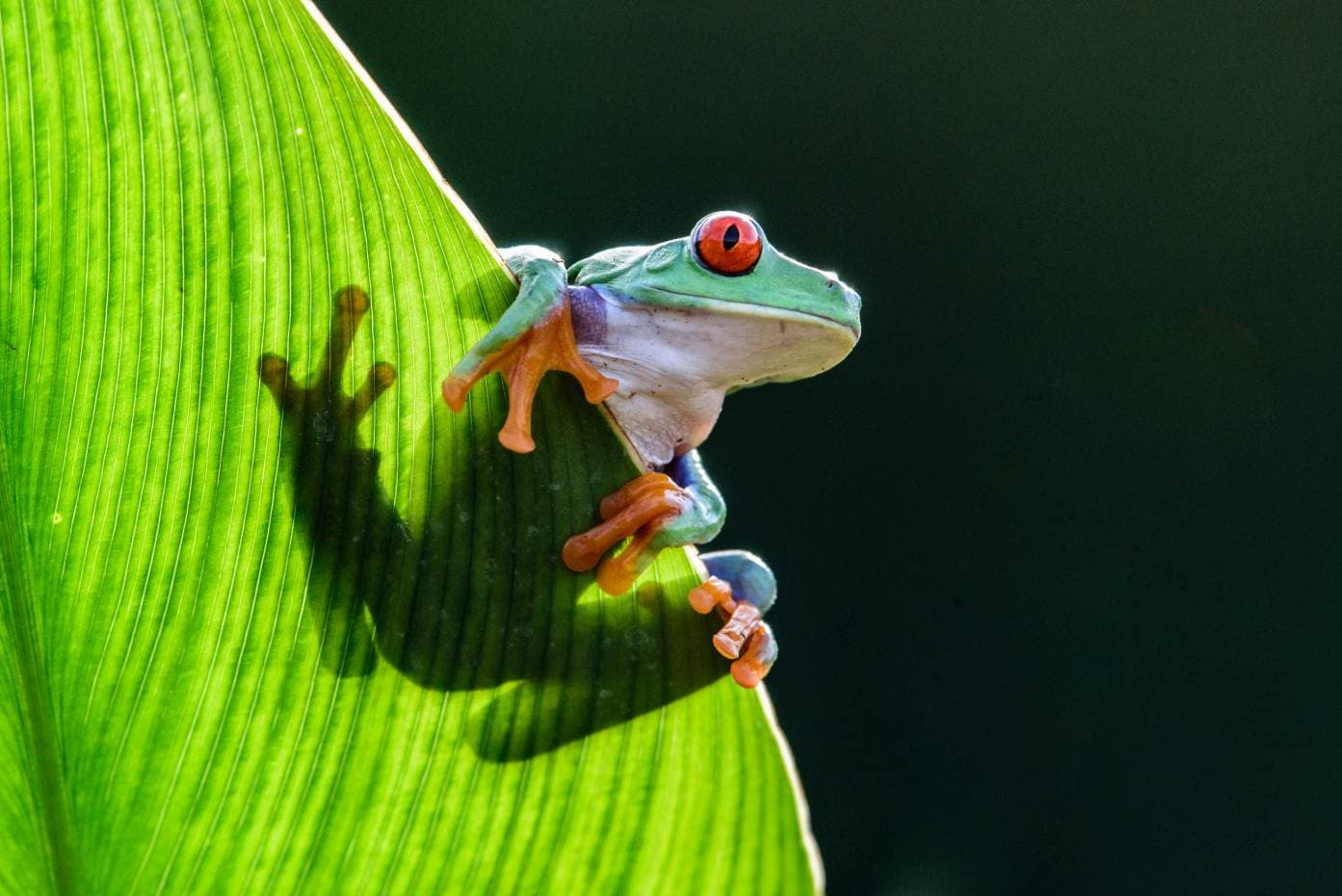 Red-Eyed Tree Frog: Info, Pictures, Lifespan, Behavior & Care Guide ...