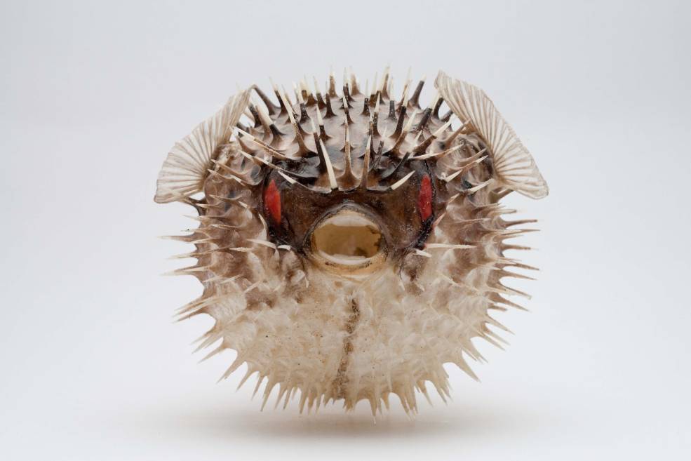 11 Types of Freshwater Puffer Fish (With Info & Pictures) | PangoVet