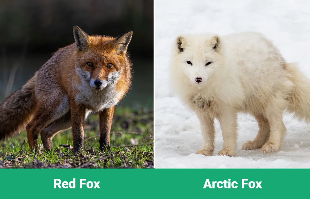 Red Fox vs Arctic Fox: Key Differences & Similarities | PangoVet