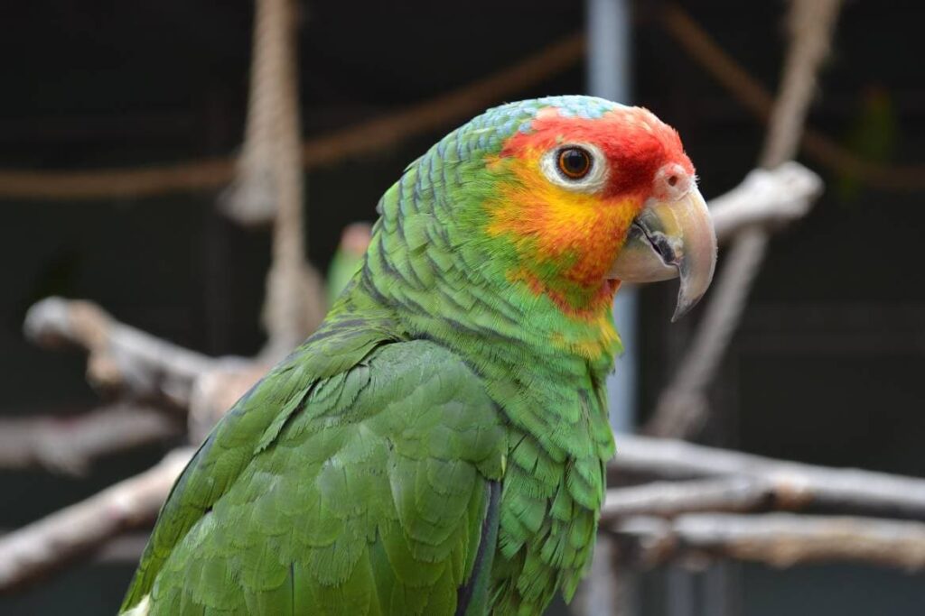 Red-Lored Amazon Parrot: Info, Diet & Care (With Pictures) | PangoVet