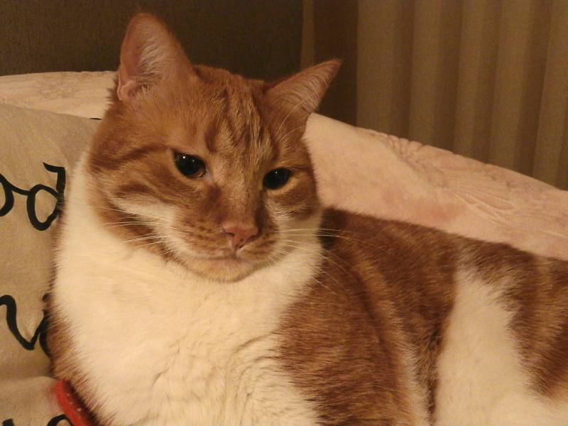 10 Amazing Munchkin Cat Colors (With Info & Pictures) | PangoVet